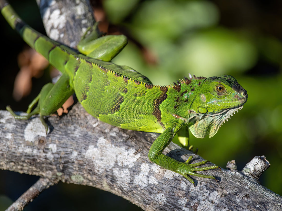 The Ultimate Guide to Iguana Control and How It Works